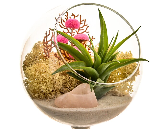 Air Plant Terrarium With Pink Rose Quartz / 4" Round Glass Pedestal ...