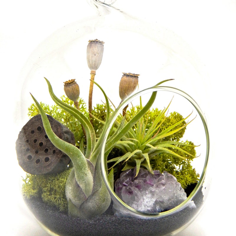 Terrarium Kit - Etsy