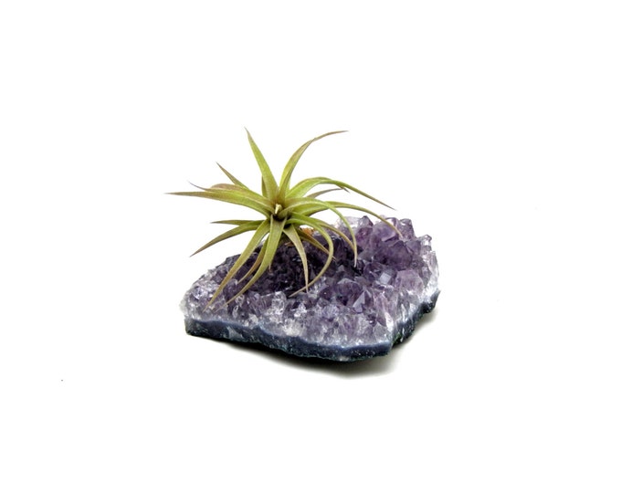 Amethyst Crystal Quartz With Air Plant / Healing Garden / Terrariums ...