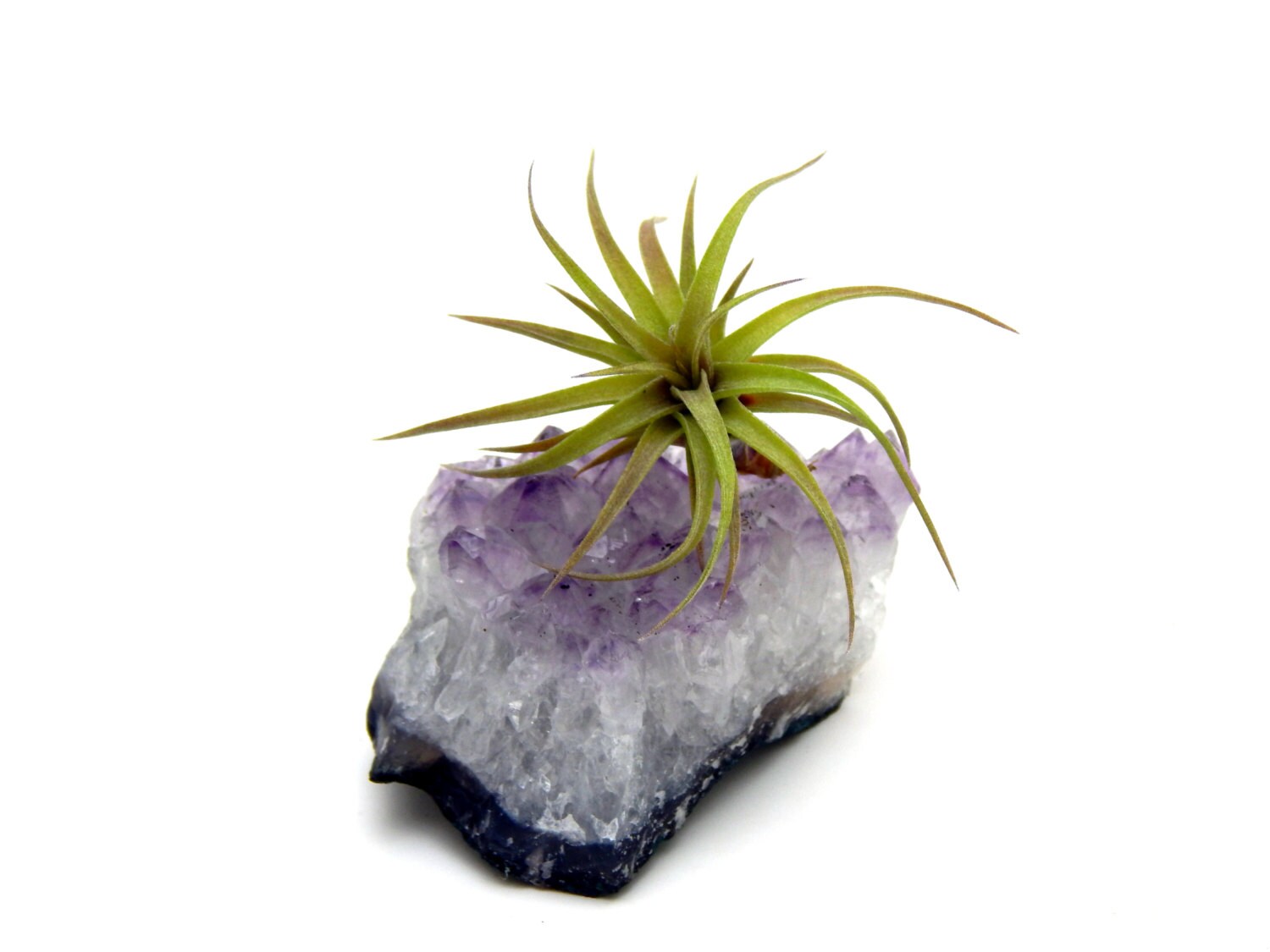 Amethyst Crystal Quartz With Air Plant / Healing Garden / - Etsy