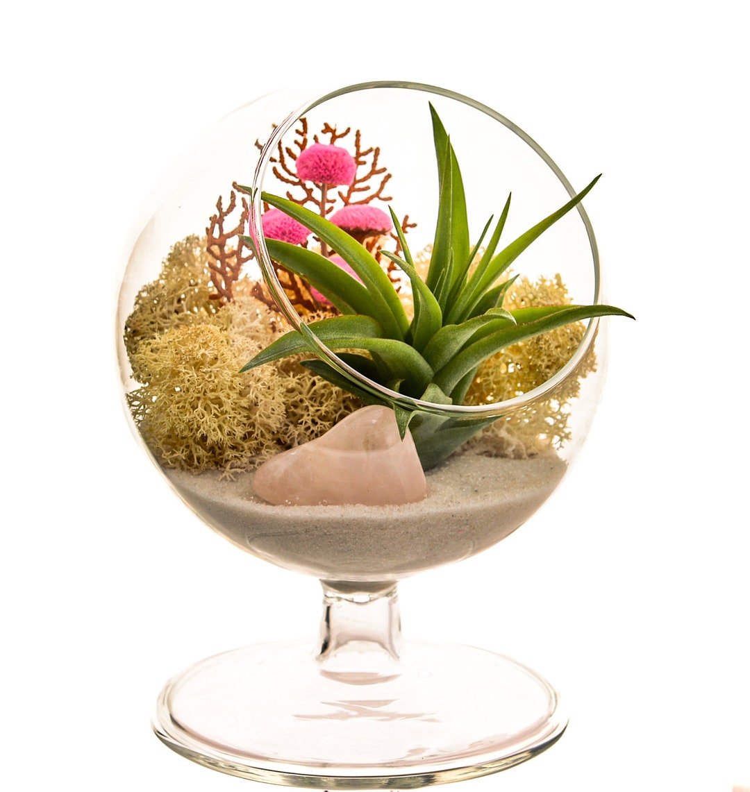 Air Plant Terrarium With Pink Rose Quartz / 4" Round Glass Pedestal ...