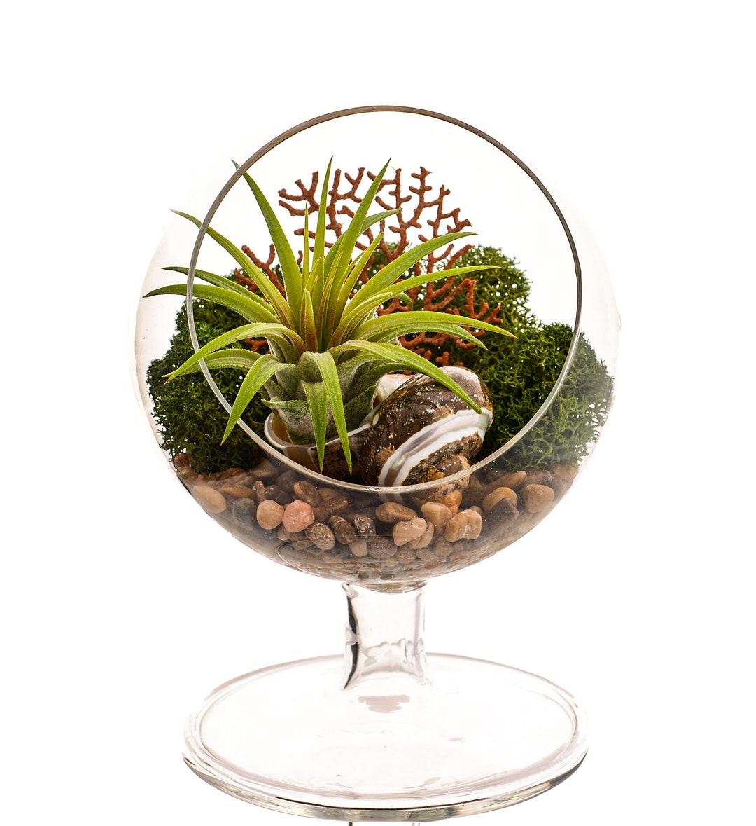 Air Plant Terrarium Kit / 4" Round Pedestal / River Rocks / Sea Fan ...