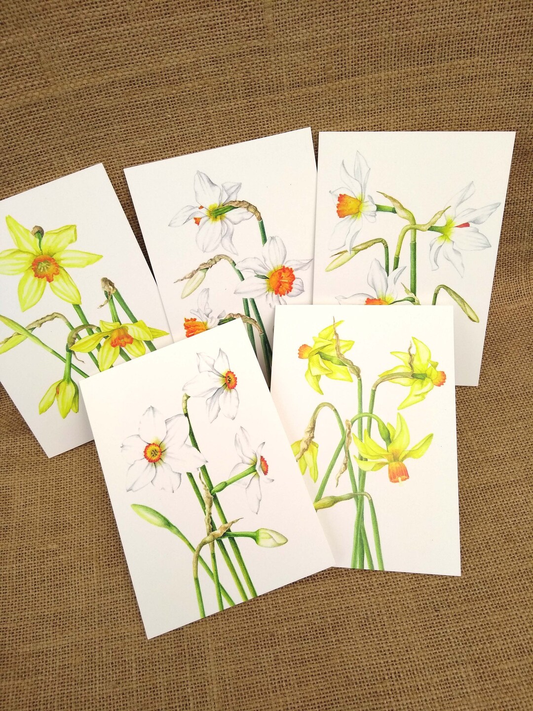 5 Heritage Daffodil / Narcissus Cards Pack Notelets Blank - Etsy UK