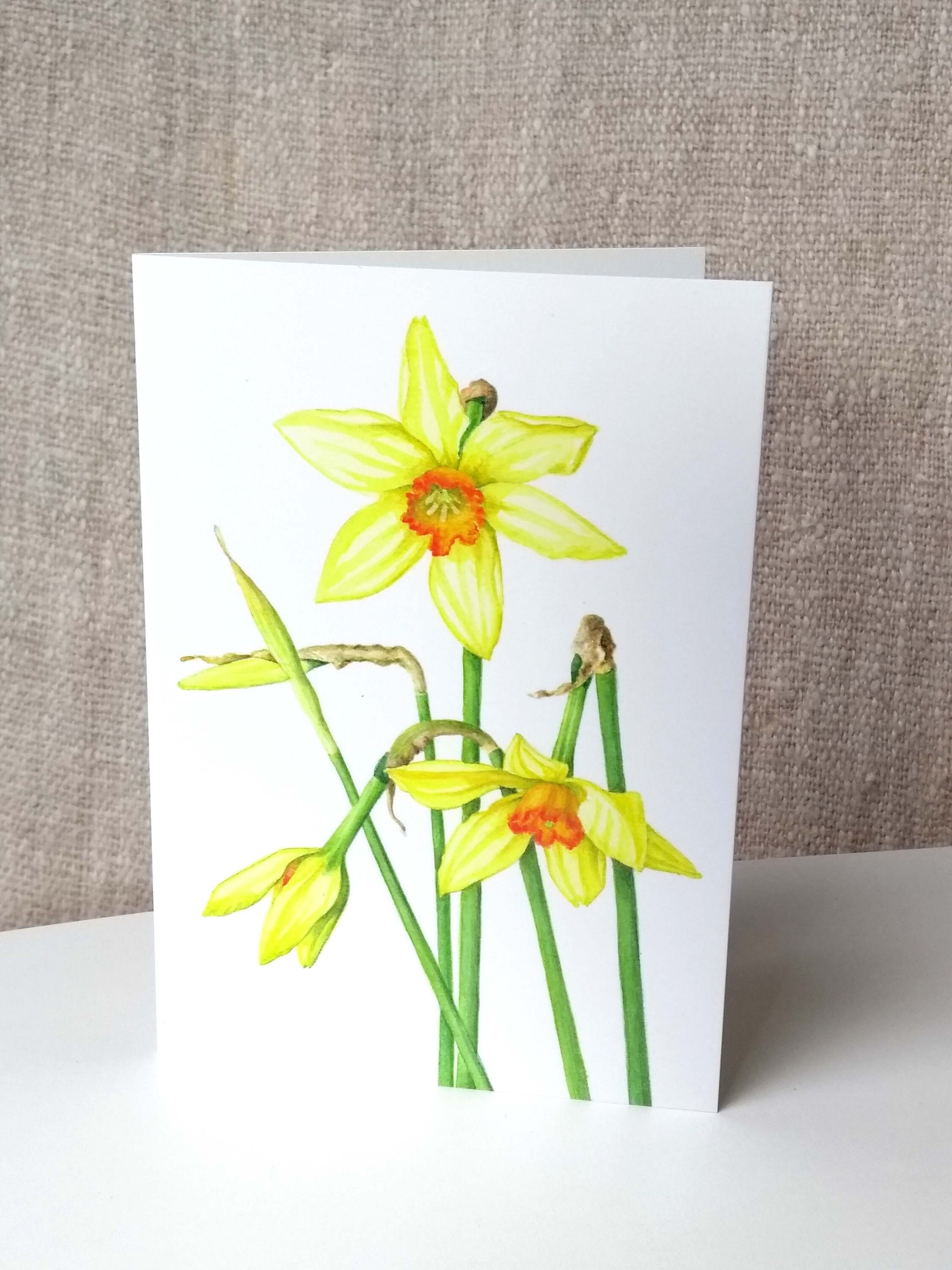 5 Heritage Daffodil / Narcissus Cards Pack Notelets Blank - Etsy UK