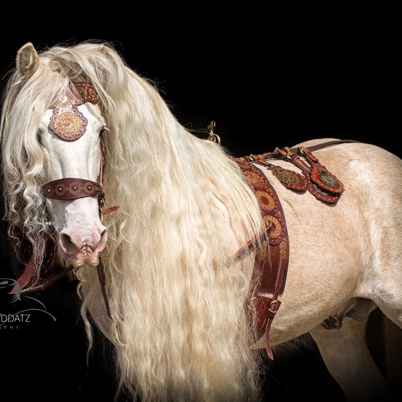 Custom Horse Tack - Etsy