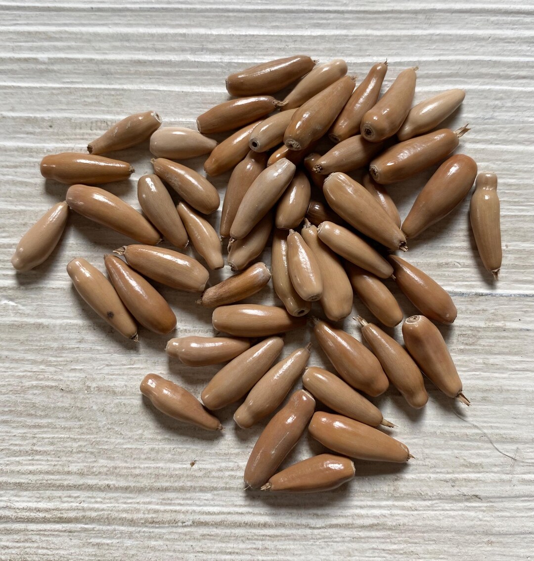 Long Job's Tear Beads - Etsy