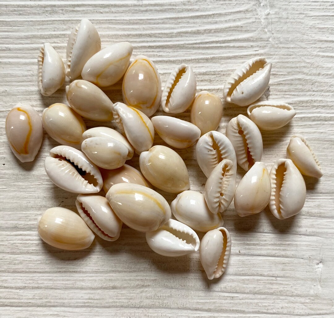 Cowry Shells - Etsy