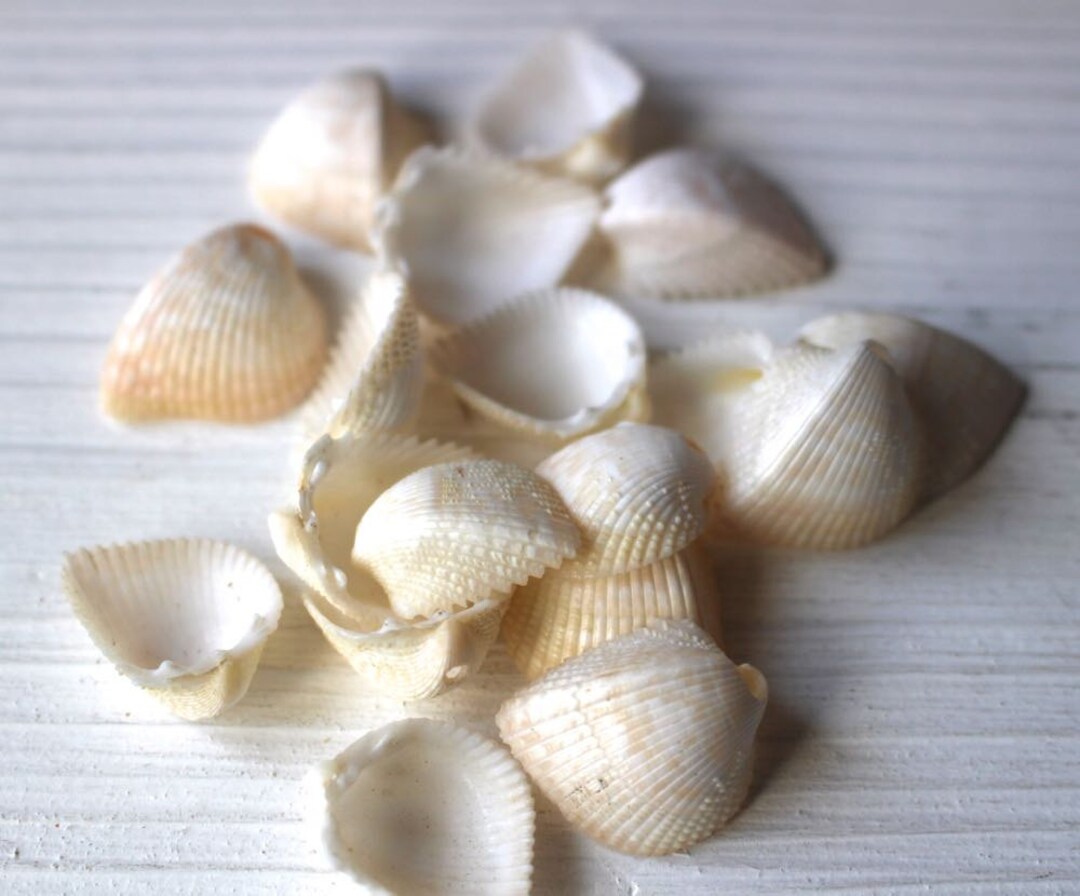 White Shells for Crafts - Etsy