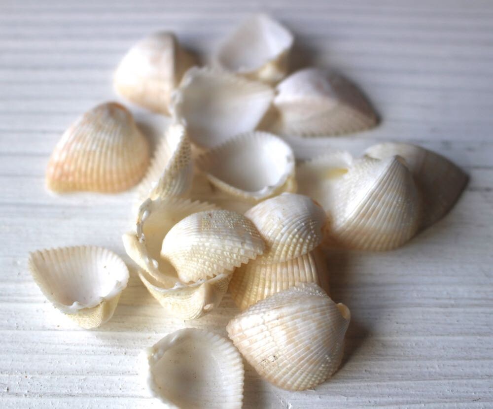 White Shells for Crafts - Etsy