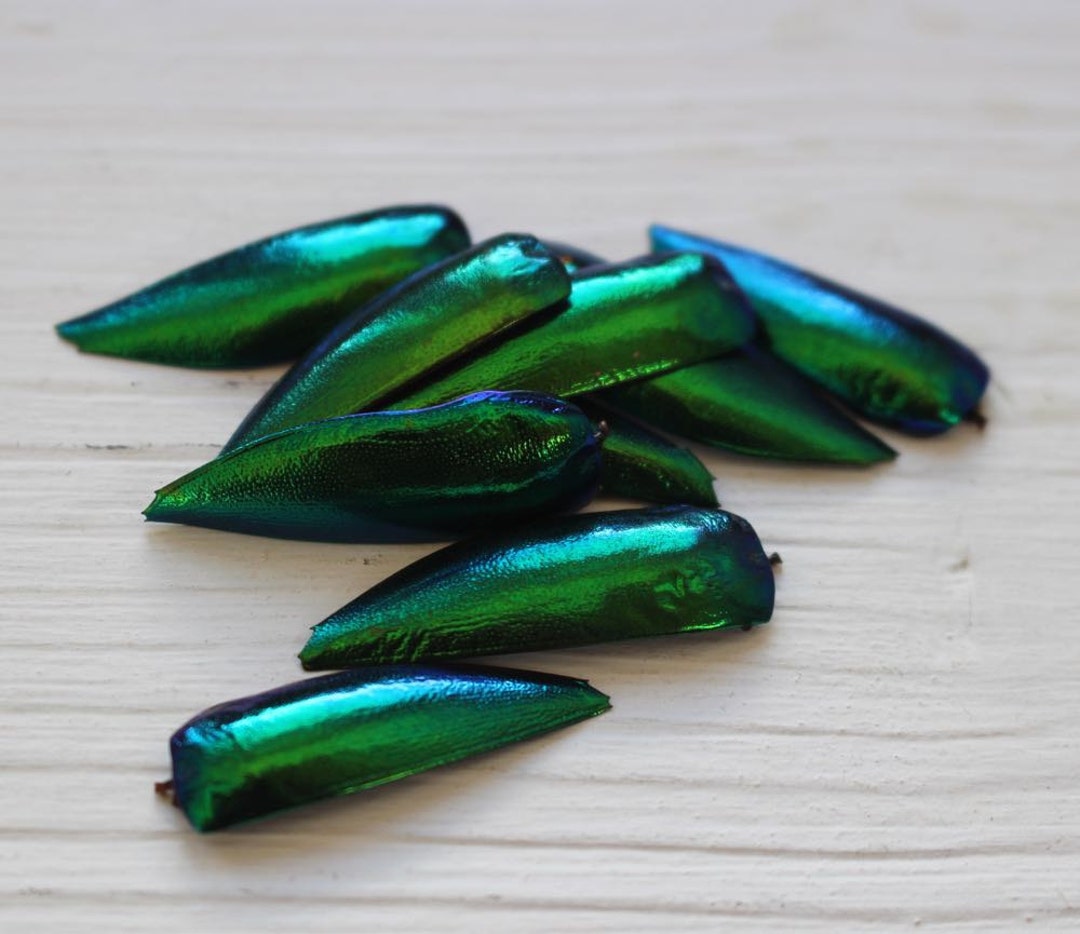 10 X Elytra Beetle Wings Undrilled - Etsy