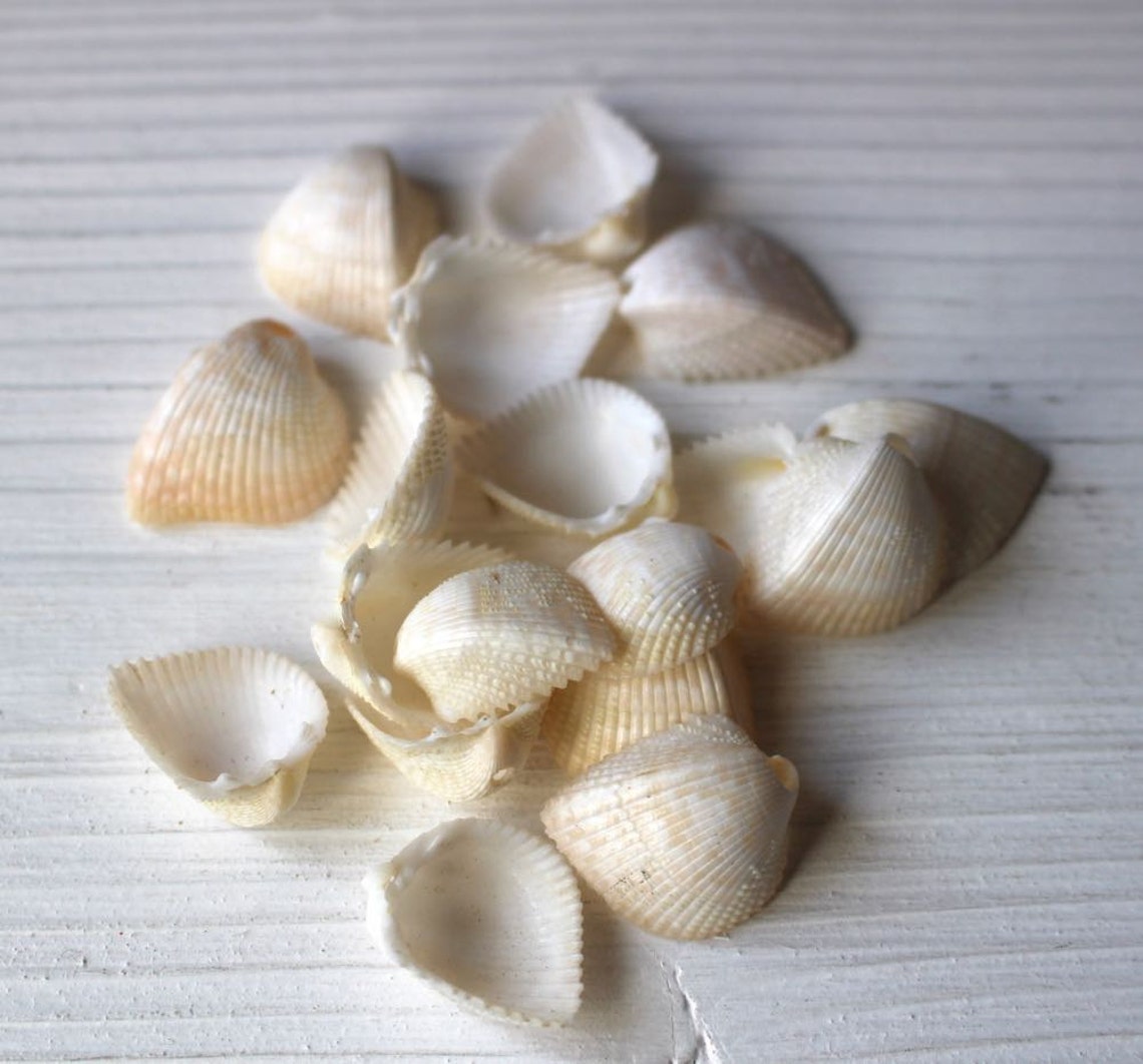 White Shells for Crafts - Etsy