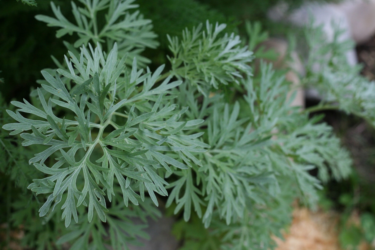 300 Artemisia Absinthium Wormwood Seeds Absinthe / Medicinal Herb - Etsy