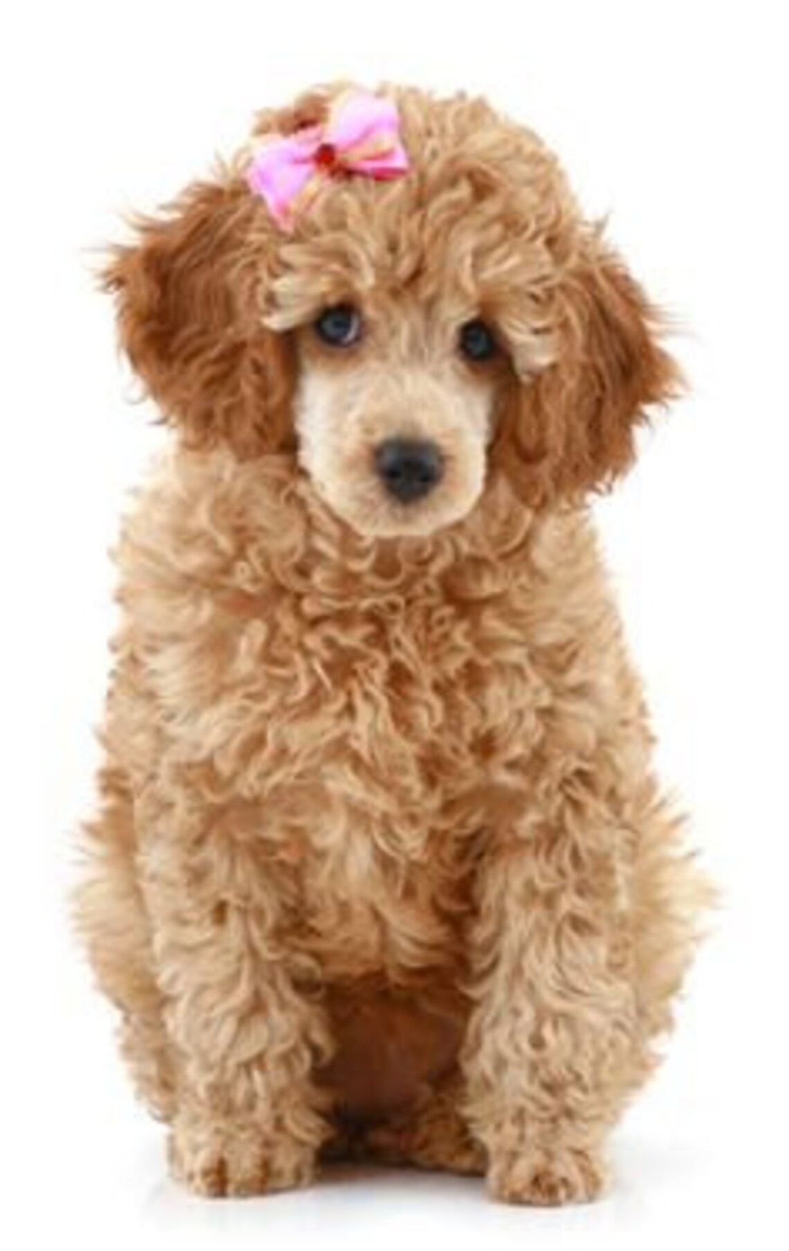 Poodle slippers crochet home shoes womens mens kids | Etsy