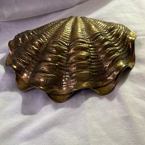 Giant Clam Shell - Etsy