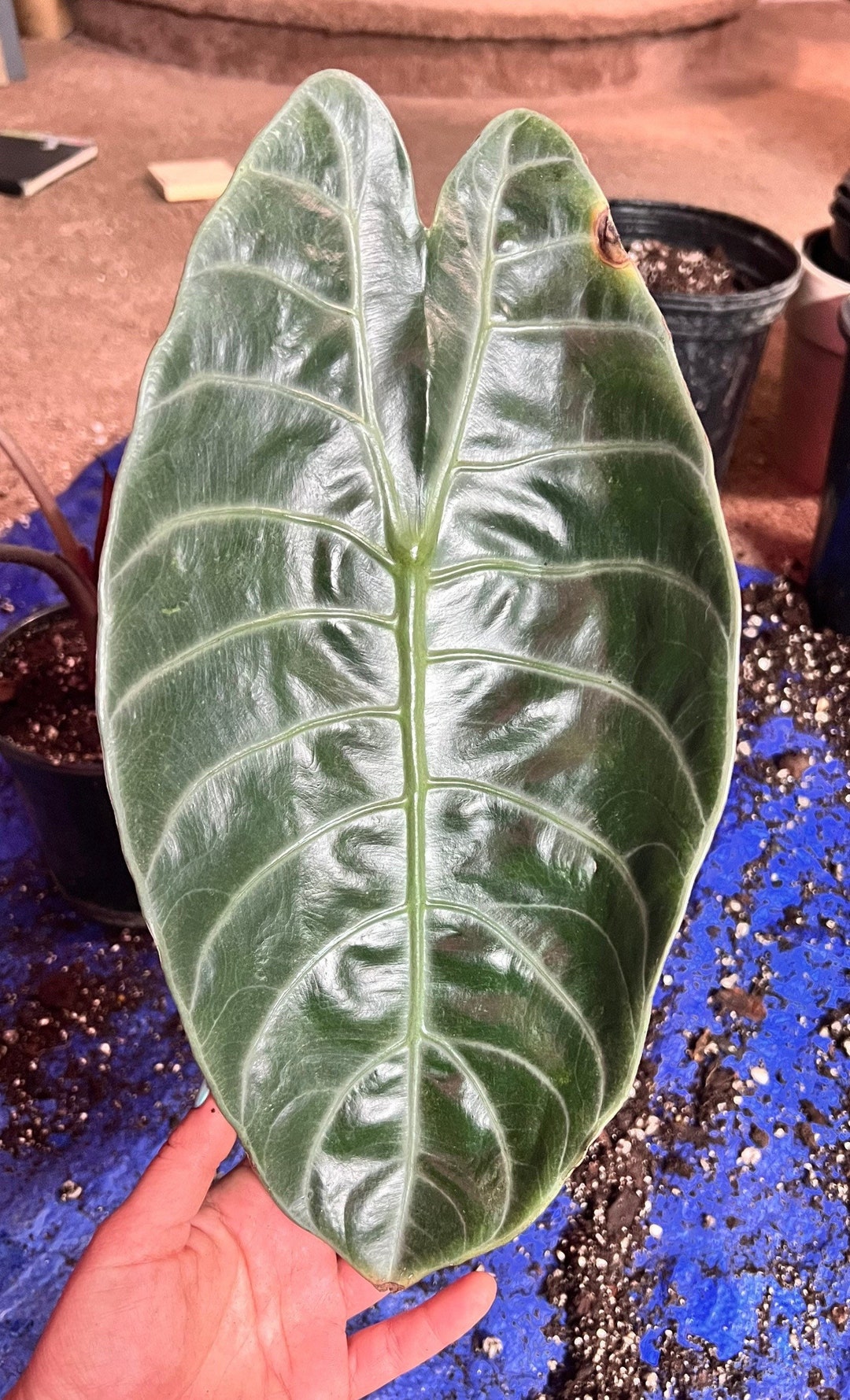 SEDENII Alocasia- Grow Your Own Corm - Etsy