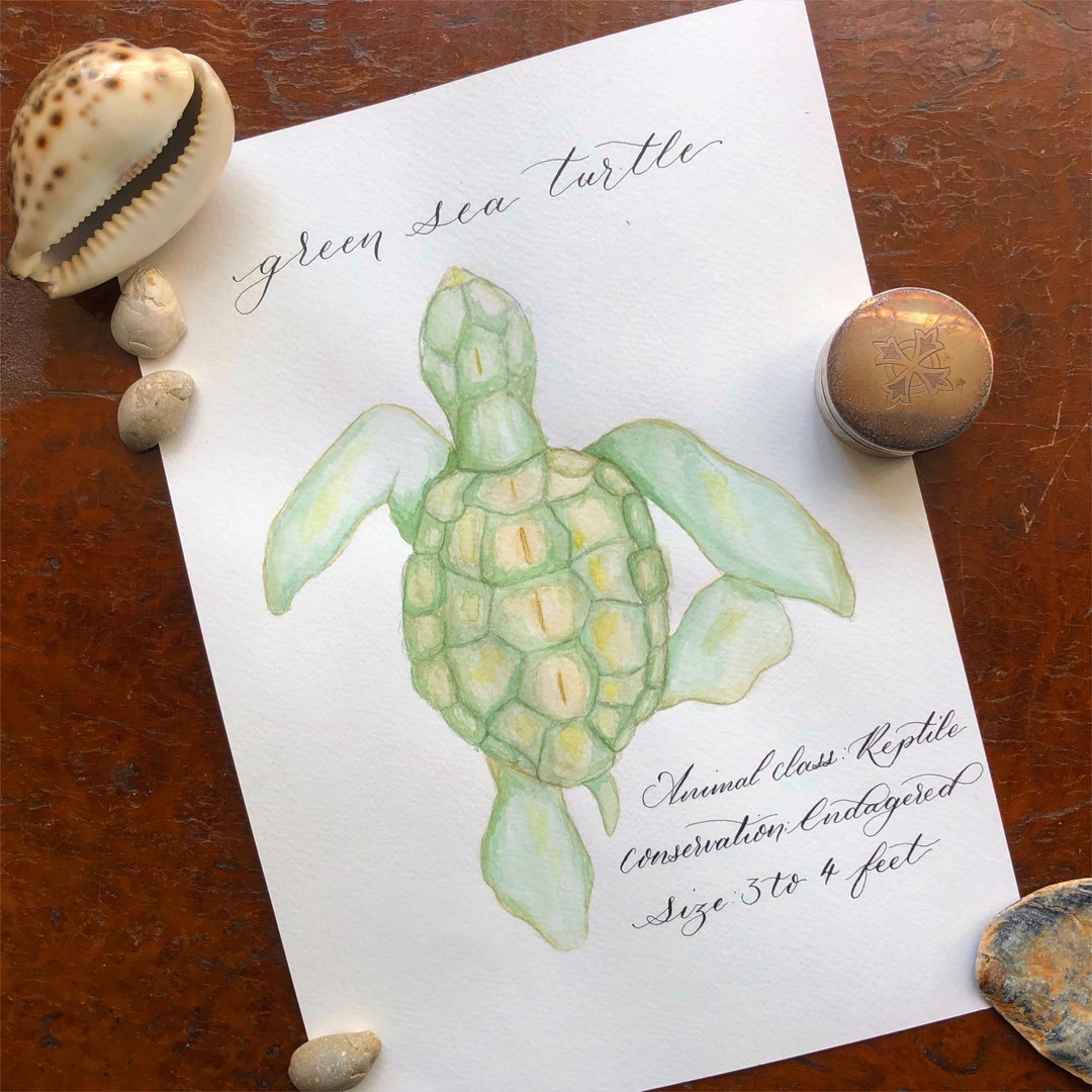 Green Sea Turtle With Calligraphy Description. Watercolour Painting ...