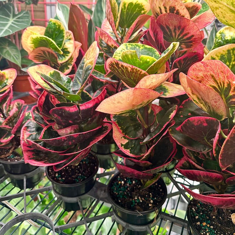 Croton - Etsy