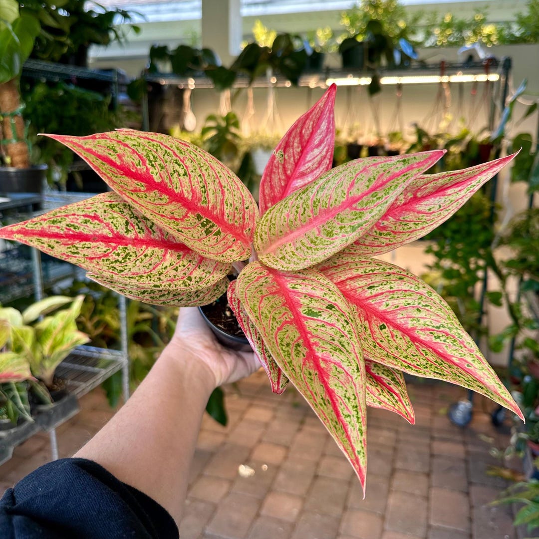 4” Aglaonema Red Legacy - Etsy