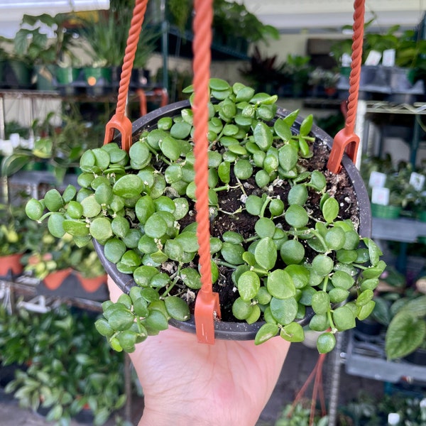 String of Nickels - Etsy