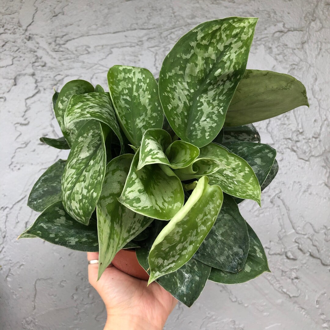 Scindapsus Silver Splash - 4” Pot - Etsy