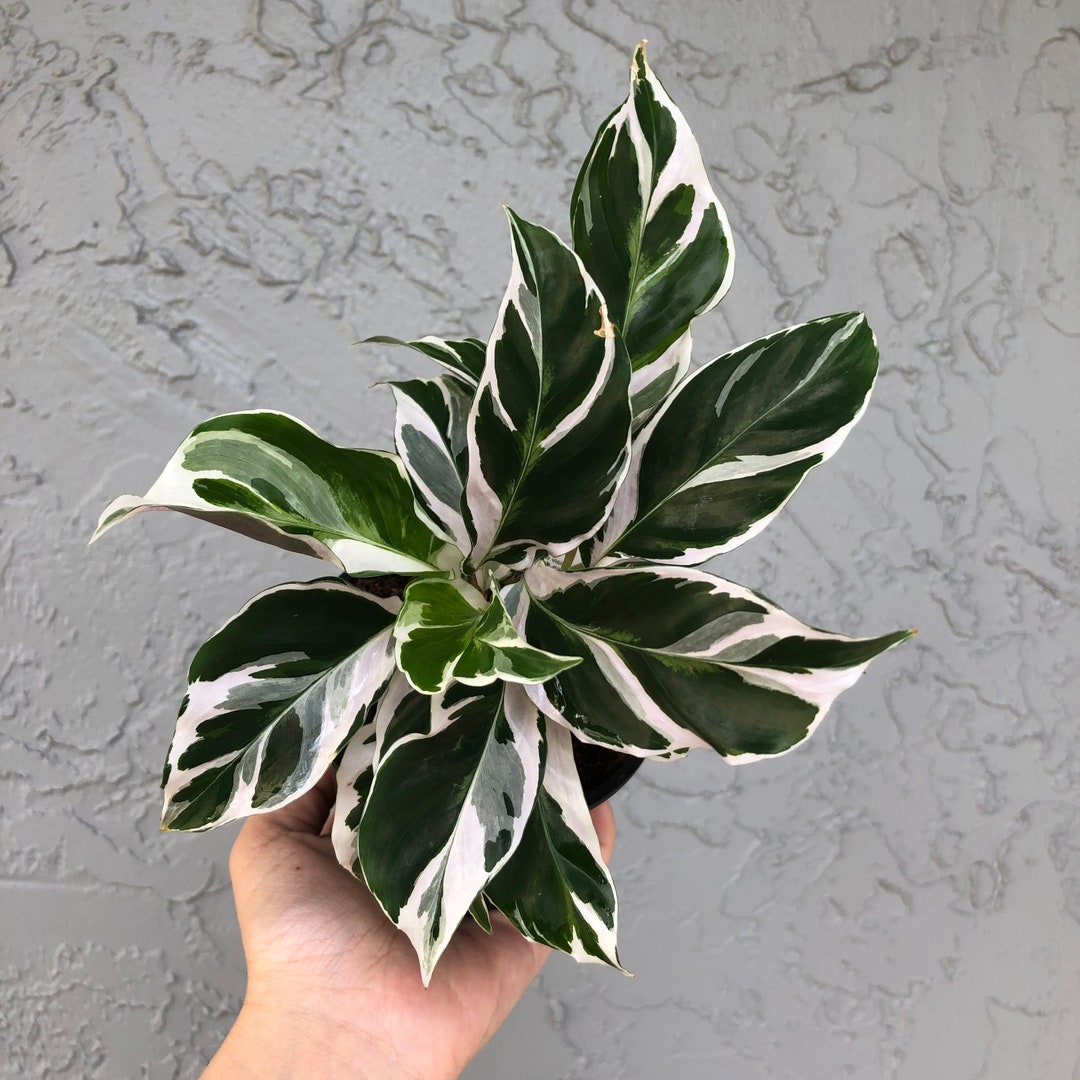 Calathea White Fusion 4 Pot Potted Houseplant - Etsy