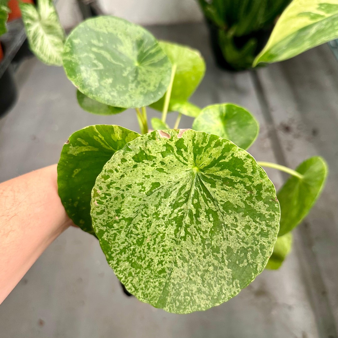 Pilea Peperomioides Mojito Variegated - Chinese Money Plant - 4” Pot - Etsy