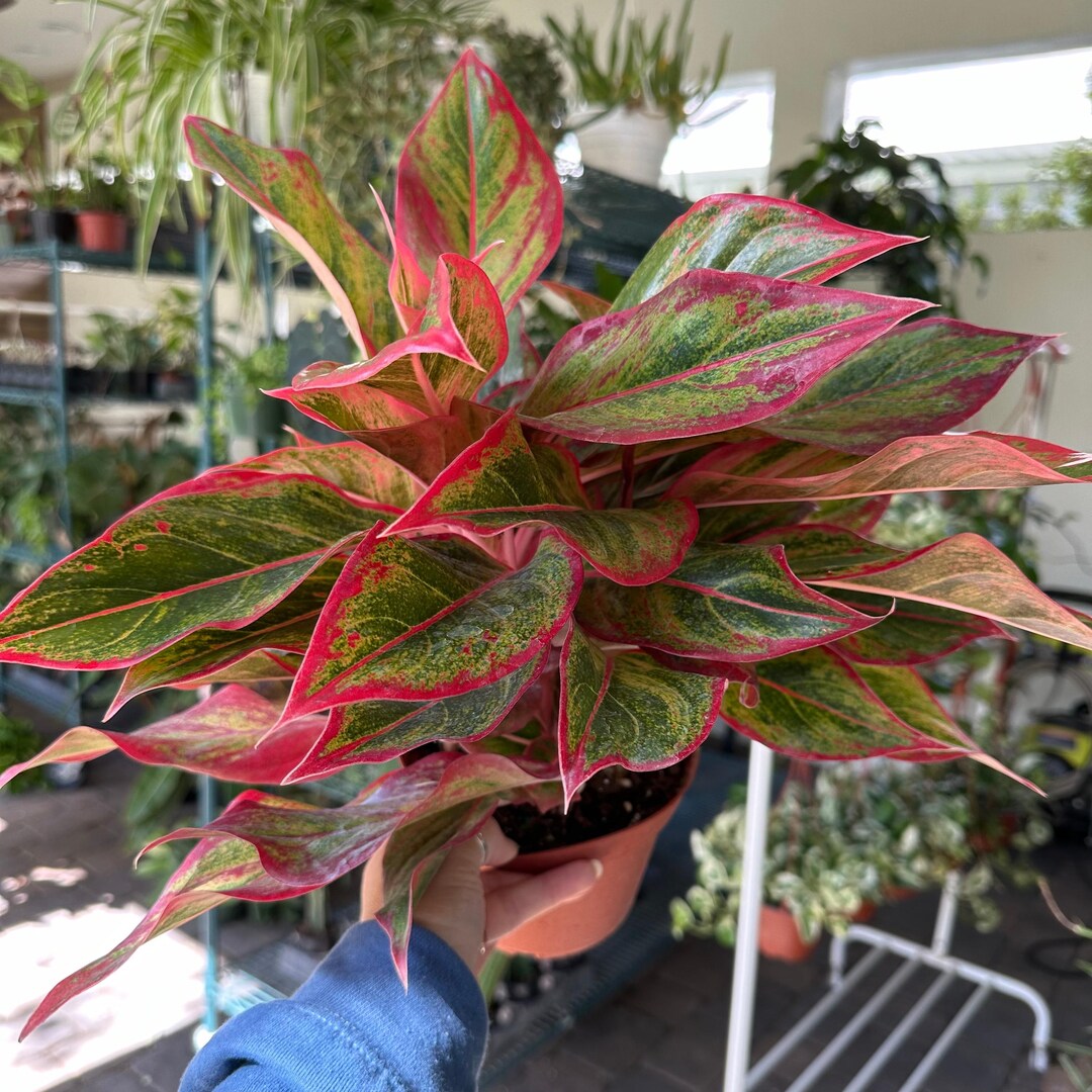 6 Aglaonema Creta Beautiful Red Outline - Etsy