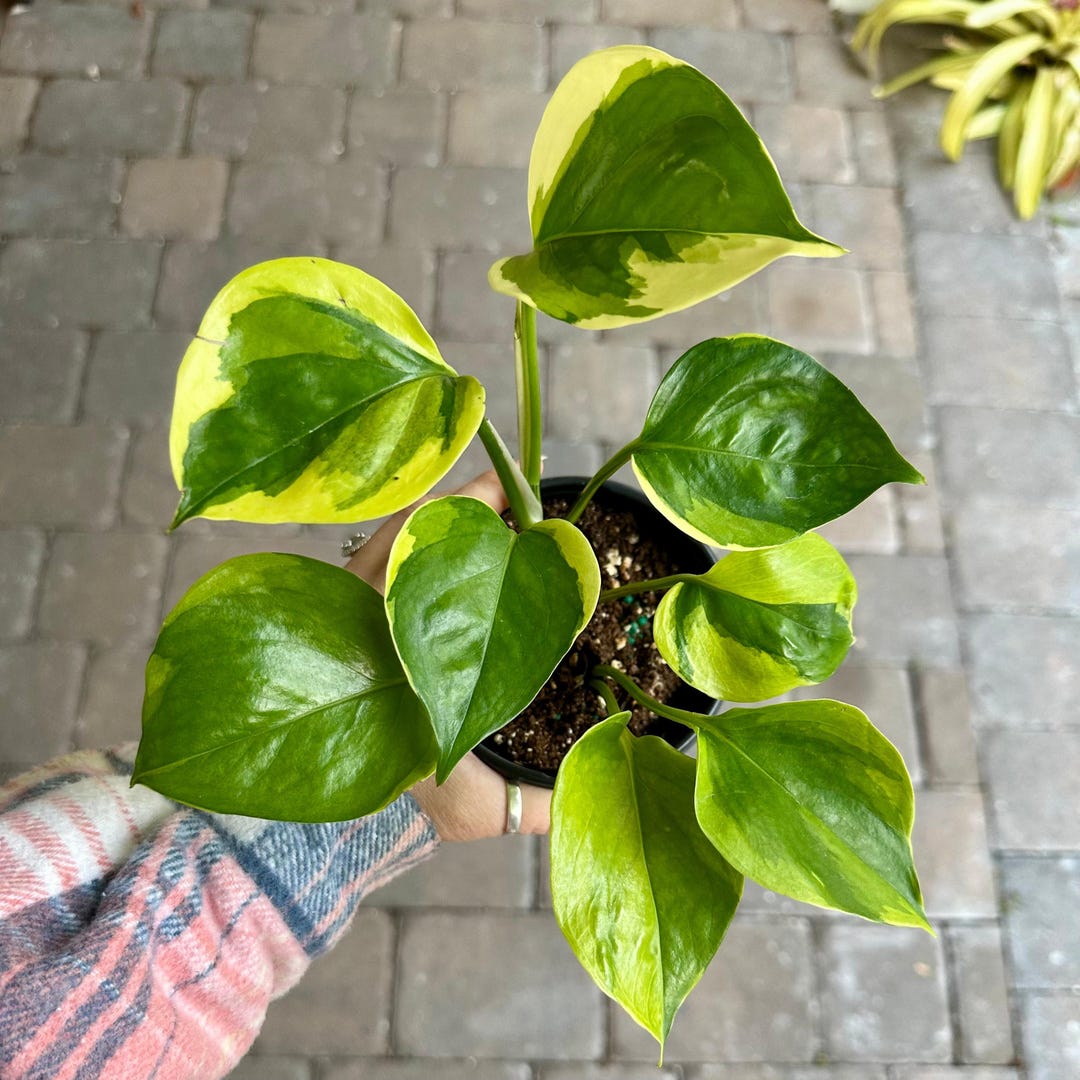 4" Epipremnum Manjula Poonsin - Etsy