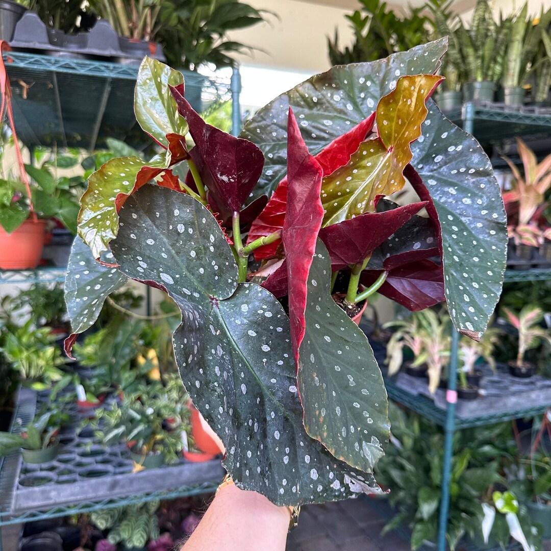 6” Angel Wing Begonia ‘harmony’s Obsidian Monarch’ - Extra Large Leaves ...
