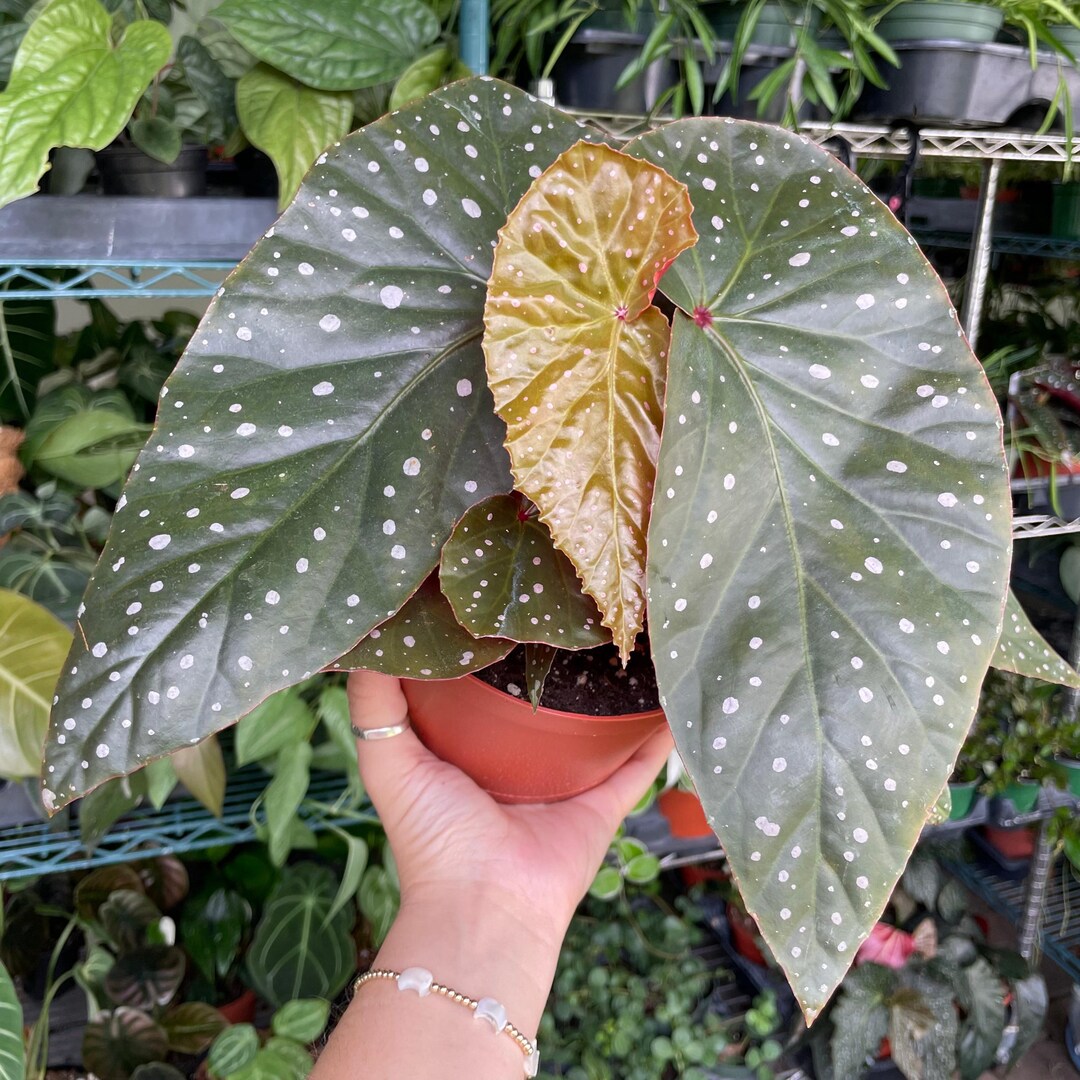 6” Angel Wing Begonia ‘harmony’s Fireball’ - Bright Orange Blooms - Etsy