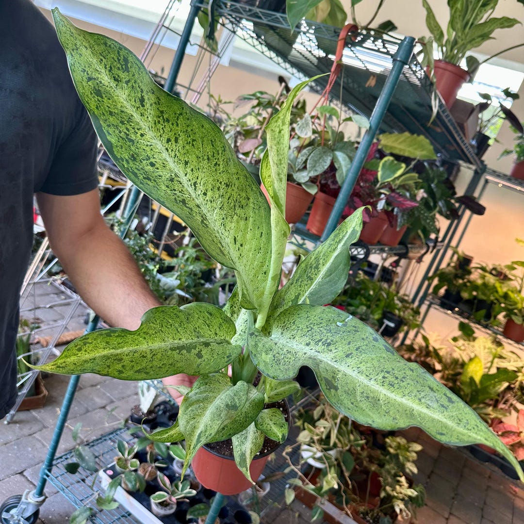 Dieffenbachia Sp Maui Wowie - 6” Pot - Etsy