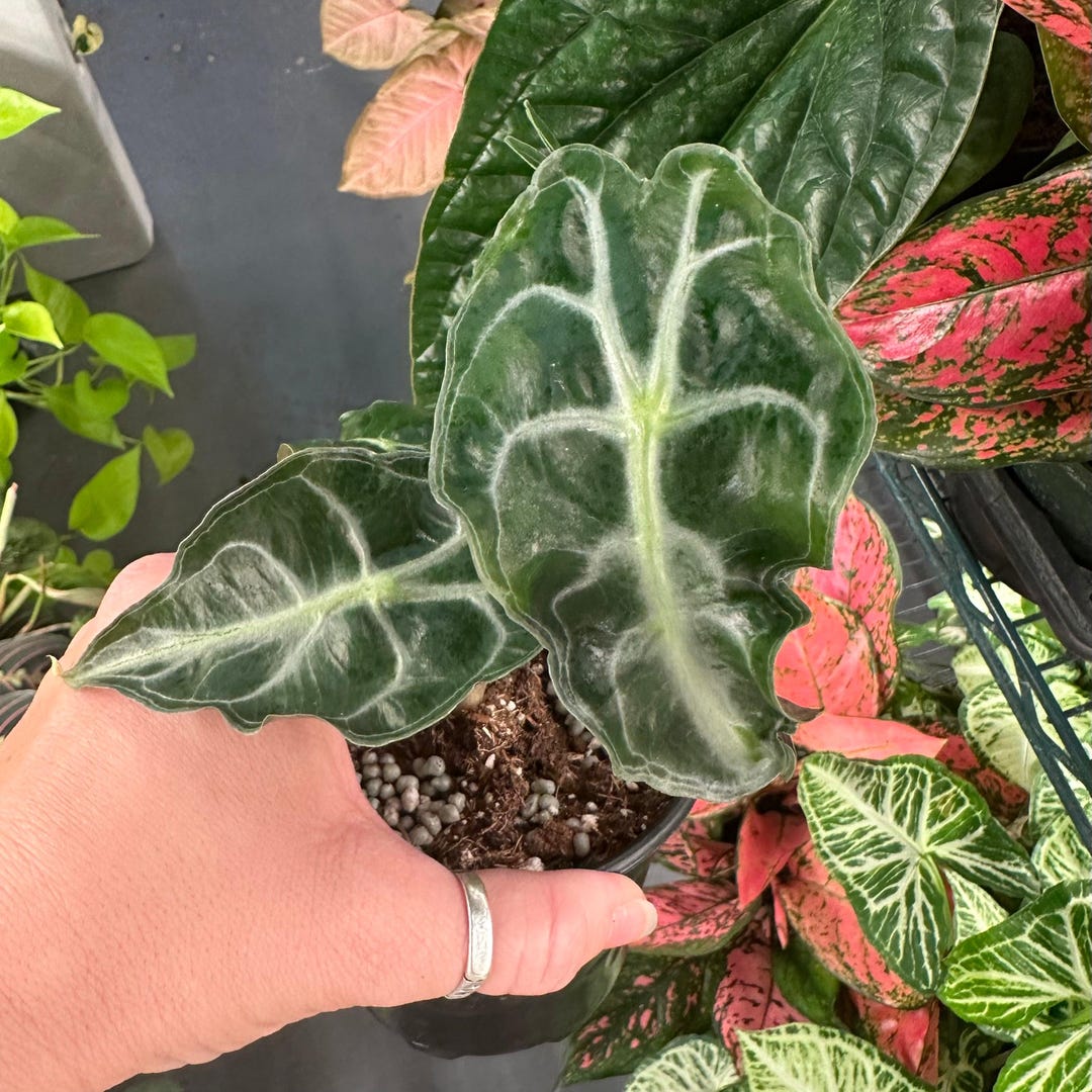Alocasia Venom - 4" Pot - Etsy