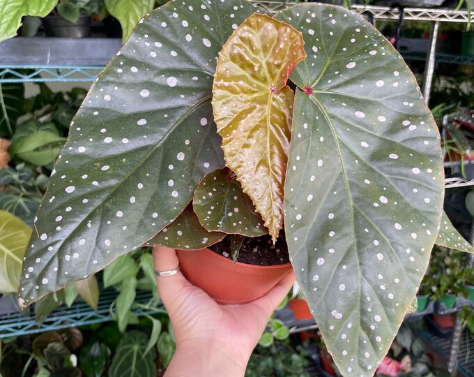 Angel Wing Begonia 'harmony’s Fireball’ - Etsy