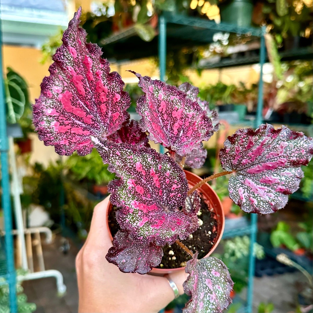 4” Begonia Harmonys Stained Glass - Etsy