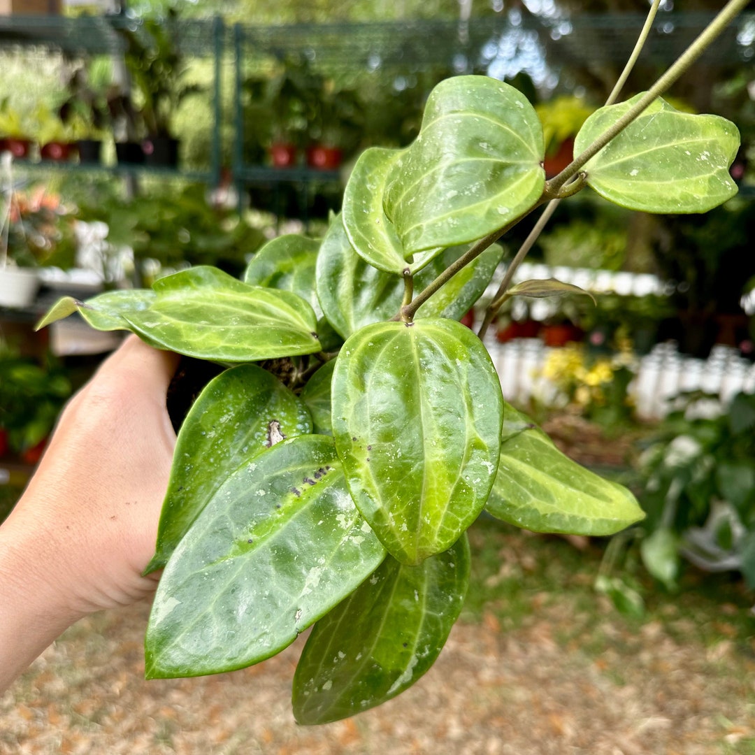 4 Hoya Macrophylla Baibua - Etsy