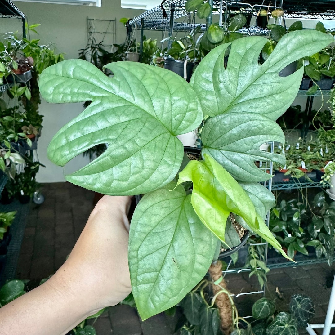 4 Spider Man Monstera Amydrium Medium Silver - Etsy