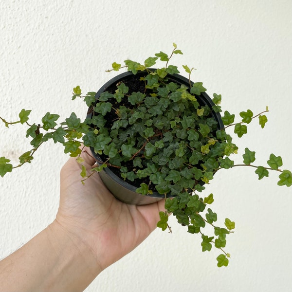 String of Frogs - Etsy