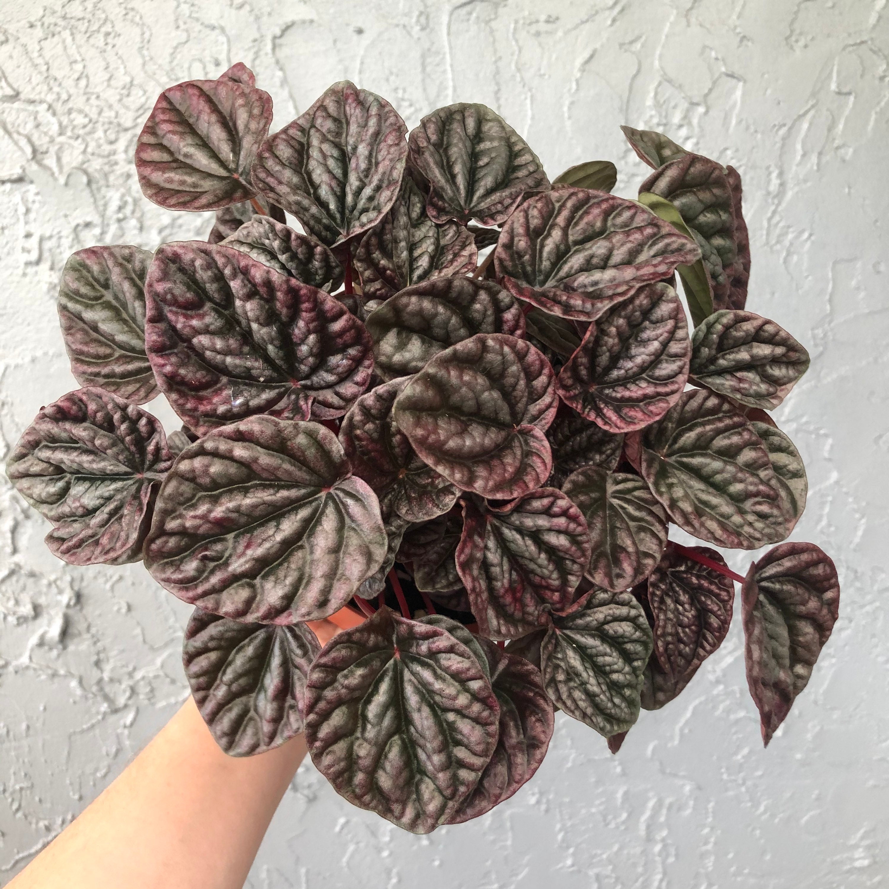 Peperomia Caperata Red Ruby LIVE House Plant Peperomia Ripple Plant ...