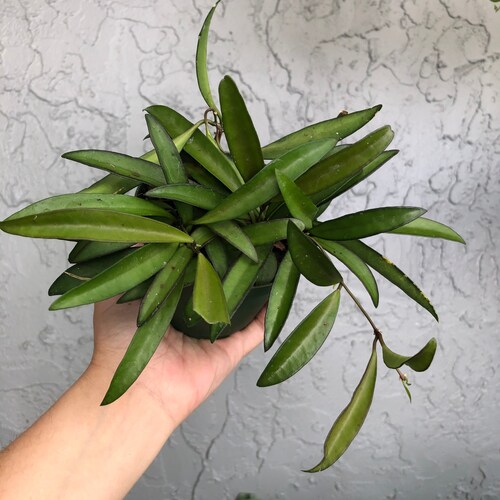 Hoya Wayetii 'lori Lyn' Newly Introduced Hoya - Etsy