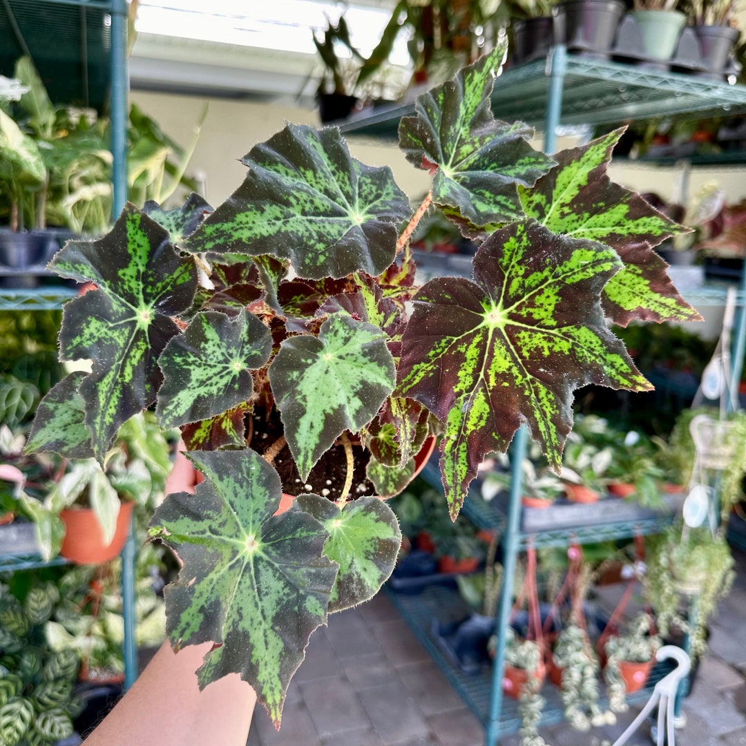 6 Begonia U578 Amazing Color - Etsy