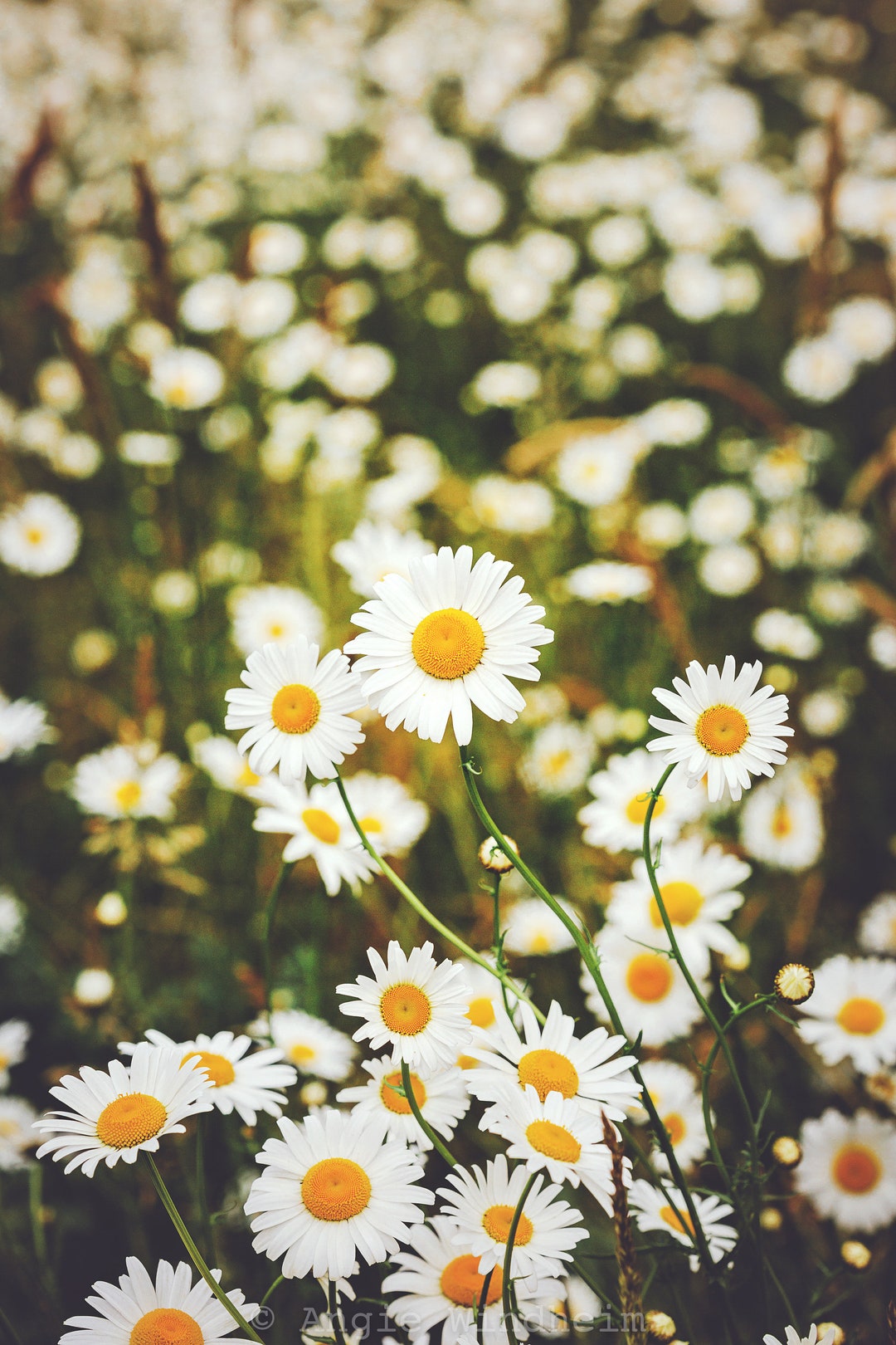 Wild Daisy Art Print - Etsy