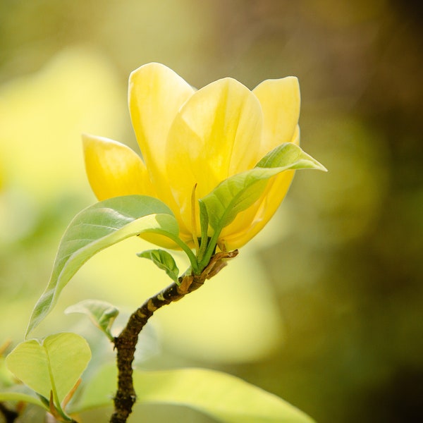Magnolia Tree - Etsy