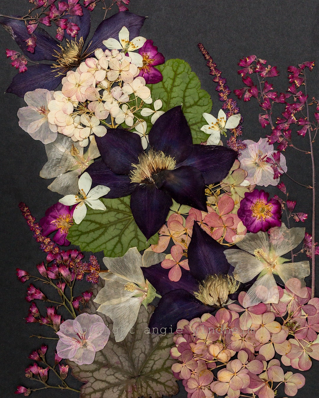 Pressed Flower Art Print With Purple Clematis - Etsy