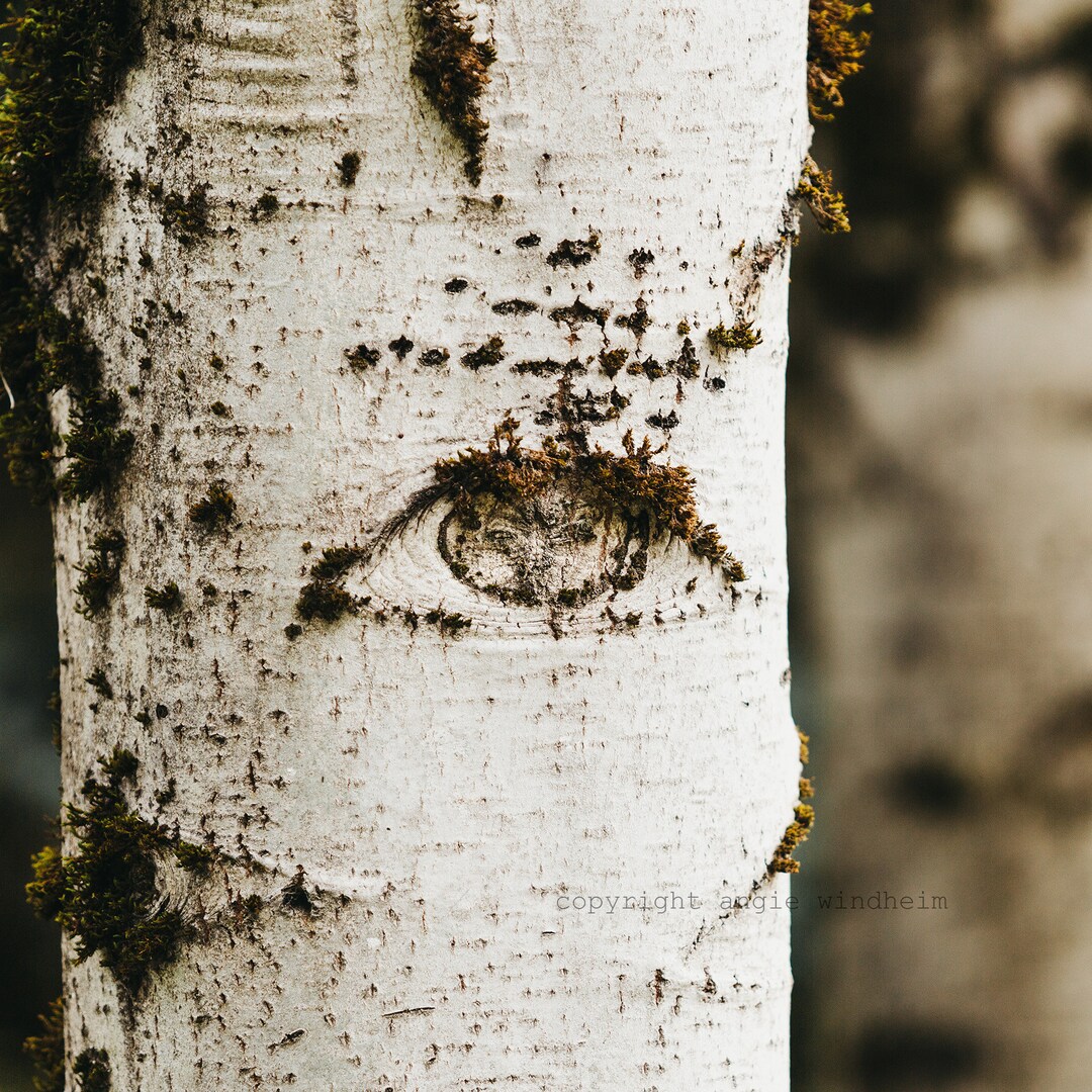 Aspen Printable Art With Owl Face in the Eye - Etsy