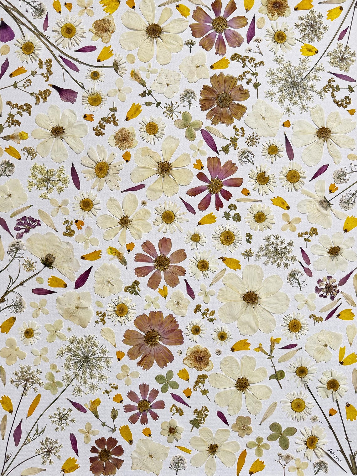 Pressed Flower Art With Cosmo Flowers "the Divide" - Etsy