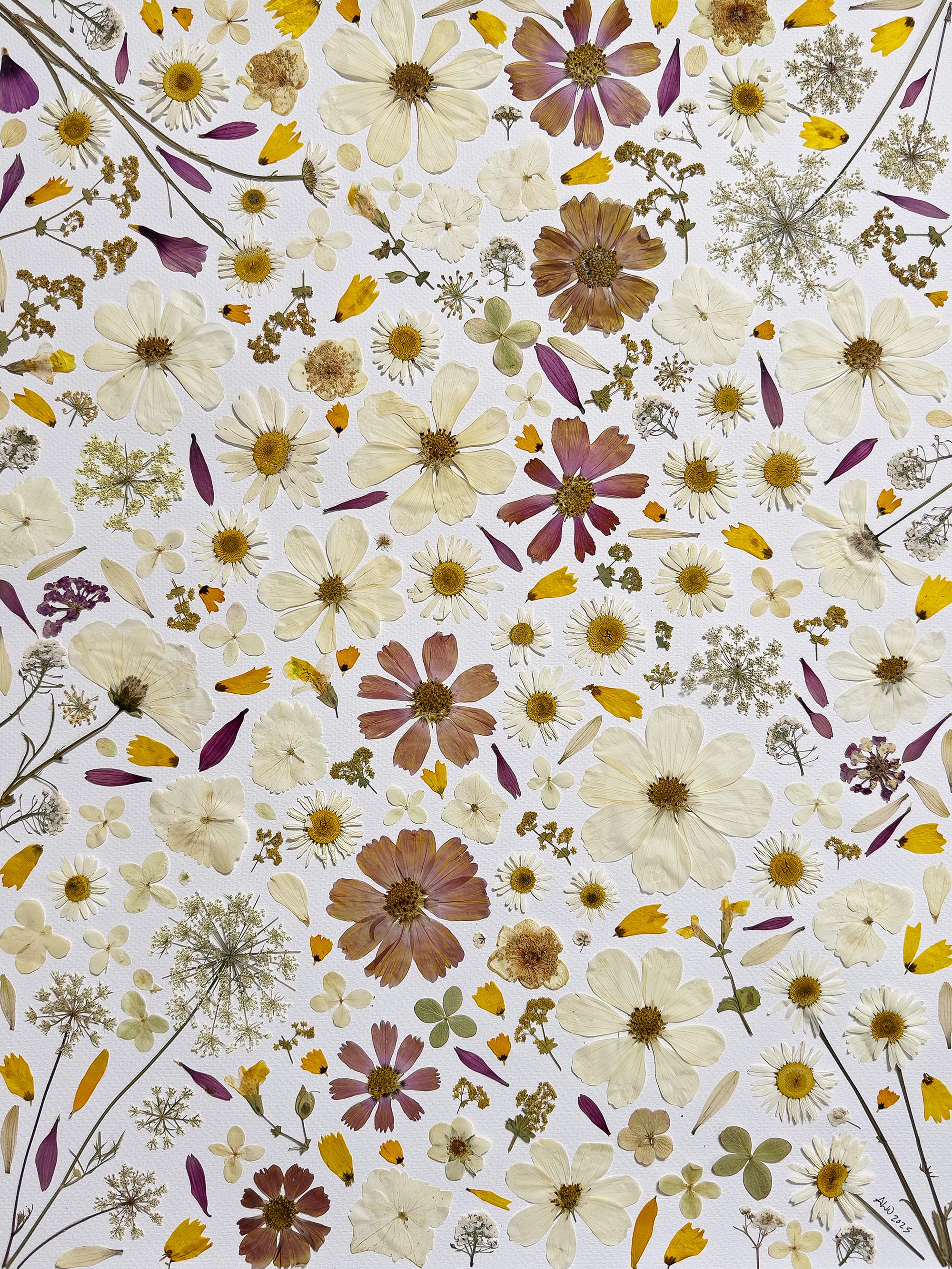 Pressed Flower Art With Cosmo Flowers "the Divide" - Etsy