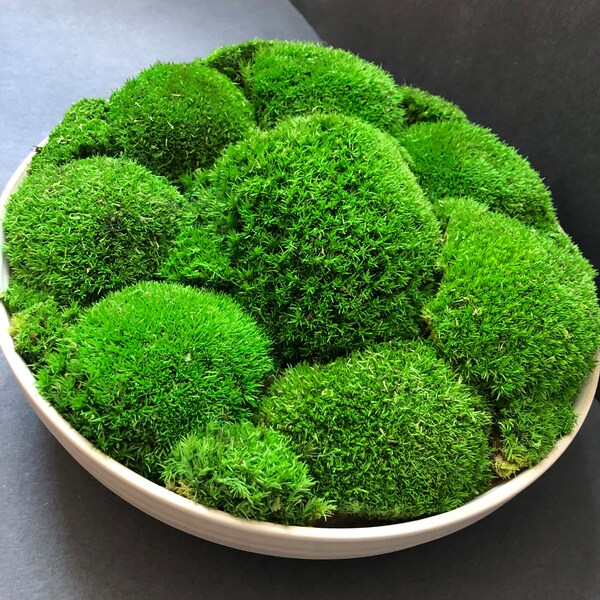 Moss Table Decor - Etsy