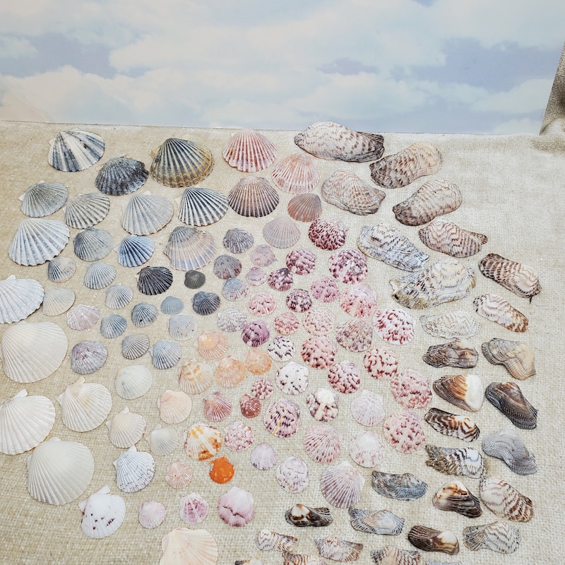 Calico Scallop Shell - Etsy