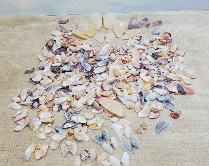 Shells Coquina Shells and Tellin Shells - Etsy