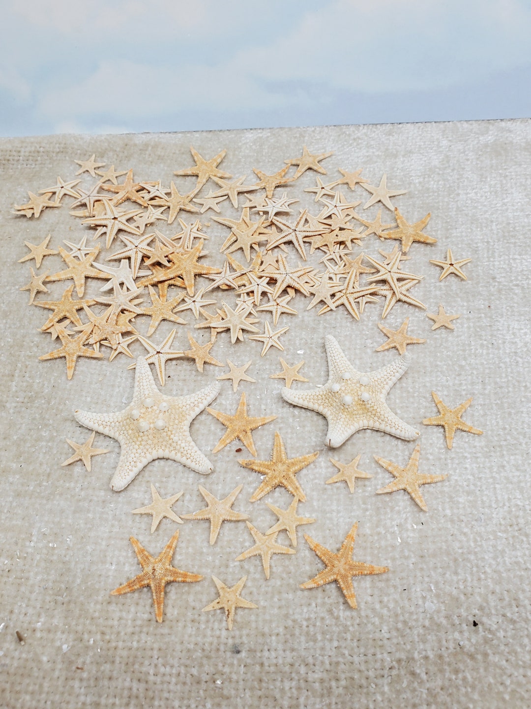 Starfish Knobby and Mini Sea Stars - Etsy